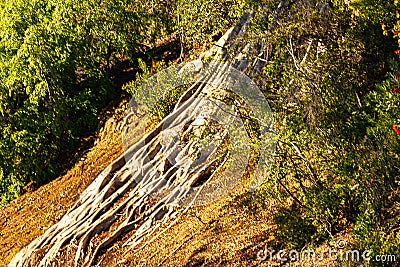 Sprawling Surface Roots Of Large Tree On Hillside With Dirt And Bushes ...