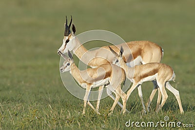 Spring Buck Family Stock Photos - Image: 22743863