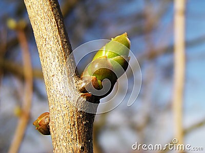 Spring Bud Stock Photo | CartoonDealer.com #1319160