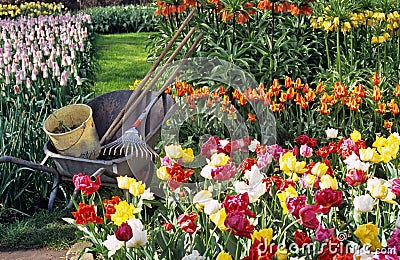Spring Bulb Gardening Stock Image - Image: 1627831