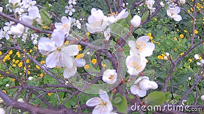 Spring flowering trees stock footage. Video of petals - 246978084