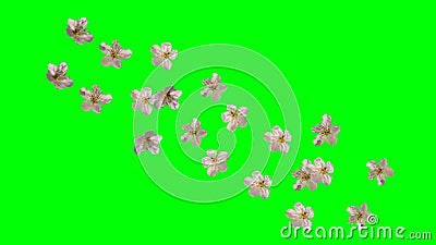 Spring flowers falling stock video. Video of landscape - 53281337