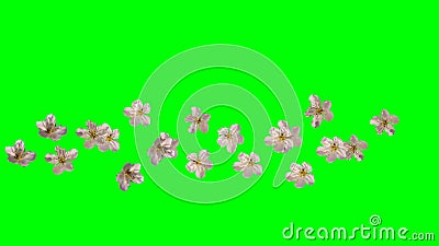 Spring flowers falling stock video. Video of green, freedom - 53281419