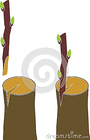 Spring Grafting Tree. Cartoon Vector | CartoonDealer.com #154386425