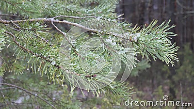 Spring. Icy Branches of Spiny Green Pine. Stock Video - Video of ...