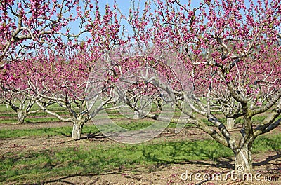 Spring Peach Trees Royalty Free Stock Photos - Image: 13907268