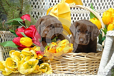 Spring Puppies Royalty Free Stock Photography - Image: 4893227