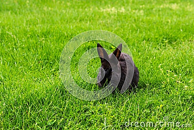 Spring Rabbit In A Green Field Easter Symbol Beautiful April Background ...