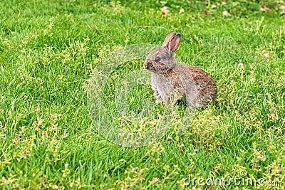 Spring Rabbit In A Green Field Easter Symbol Beautiful April Background ...