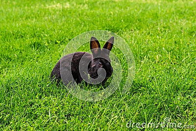 Spring Rabbit In A Green Field Easter Symbol Beautiful April Background ...