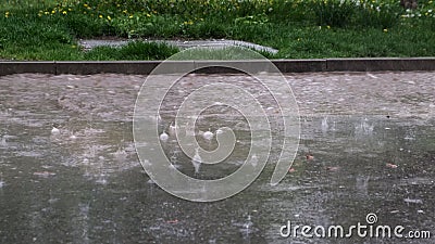 Spring Rain Water Drops Falling into Big Puddle on Asphalt. Stock Video ...