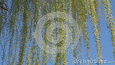 Spring Willow Branches. Spring Willow Tree in Bloom. Stock Video ...
