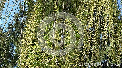 Spring Willow Branches. Spring Willow Tree in Bloom. Stock Footage ...