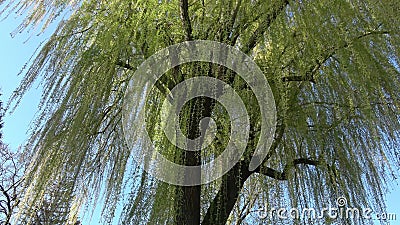 Spring Willow Branches. Spring Willow Tree in Bloom. Stock Footage ...