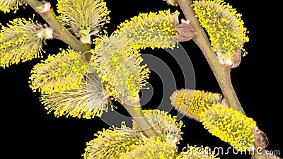 Spring Willow Opening Yellow Fluffy Buds Stock Video - Video of ...