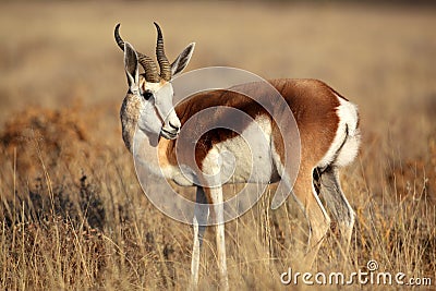 Springbok Male In Savanna Grasslands Of Namibia Royalty Free Stock ...