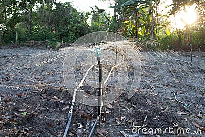 Springer Water Are Spraying Water For The Sapling Of Watermelons ...