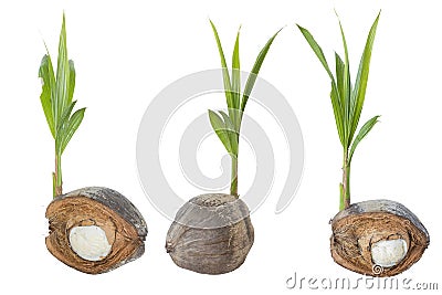Sprout And Embryo Bud Of Coconut Tree On White Background Stock Photo ...