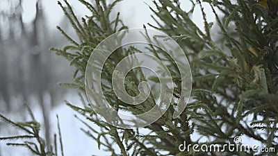 Spruce Twigs are Swaying in the Wind. Stock Footage - Video of vacation ...