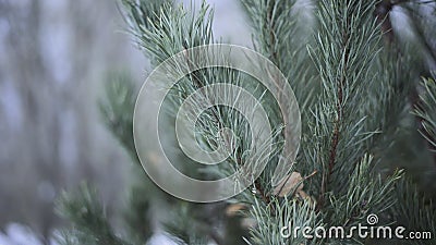 Spruce Twigs are Swaying in the Wind. Stock Footage - Video of vacation ...