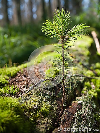 Spruce Sapling Royalty Free Stock Image - Image: 30927916