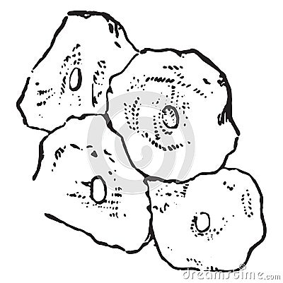 Squamous Epithelium, Vintage Engraving Cartoon Vector | CartoonDealer ...
