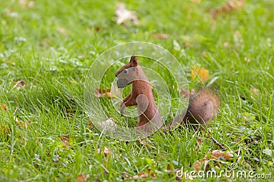Squirrel With A Big Nut Royalty Free Stock Photo - Image: 26749285