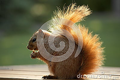Squirrel Eating Walnut stock image. Image of rodent, grey - 880151