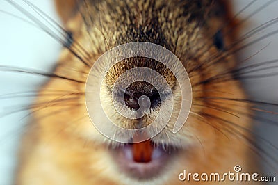 Squirrel Face Royalty Free Stock Image - Image: 3760126