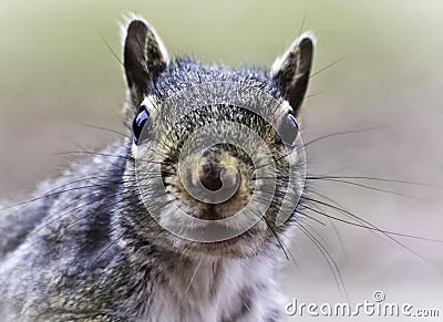 Squirrel Face Stock Photo - Image: 39756807