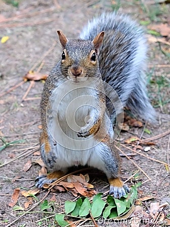 Squirrel : ` Hello Do You Have Nuts ? ` Stock Photography ...