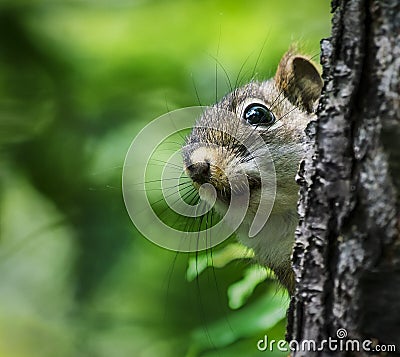 Squirrel Peeking Around Tree Stock Image | CartoonDealer.com #69155221
