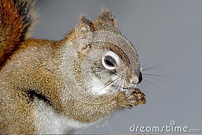 Squirrels Royalty Free Stock Image - Image: 1873346