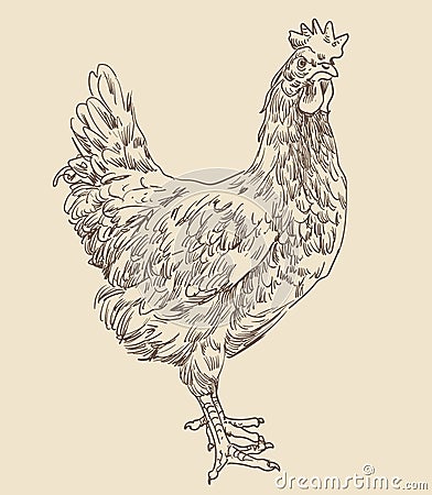 Broilers Vector Illustration Clip Art Hand Draw | CartoonDealer.com ...