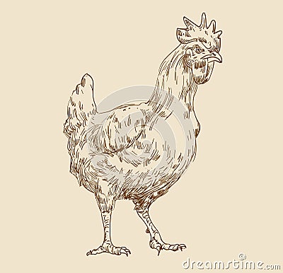 Hand Draw Broilers Illustration Clip Art | CartoonDealer.com #261109068