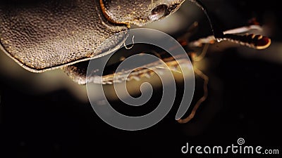 Stag Beetle is Moving Its Leg Under Microscope and Crawling Away in the ...