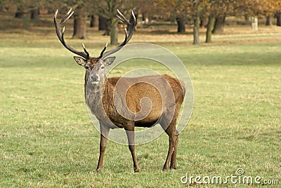 Stag Deer Stock Photo - Image: 4453780