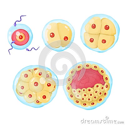 The Stages Of Embryo Development. Stock Image | CartoonDealer.com ...