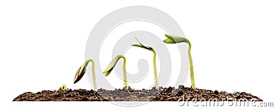 Stages Of Growing Seedling In Soil On Background. Banner Design Stock ...