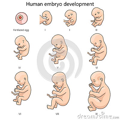 Stages Of Human Embryo Fetal Development Diagram Cartoon Vector ...