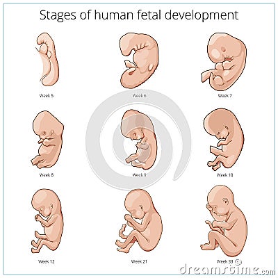 Stages Of Human Fetal Development Schematic Vector | CartoonDealer.com ...