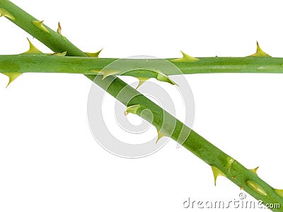 Stalk Of A Rose With Prickles Stock Photo - Image: 8552220