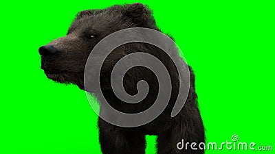 Standing Bear. Green Screen Realistic Animation. Stock Footage - Video ...