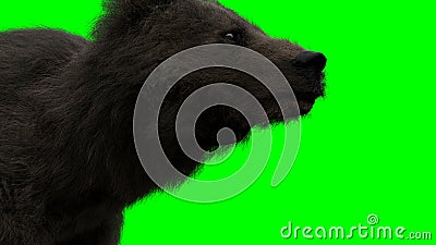Standing Bear. Green Screen Realistic Animation. Stock Footage - Video ...