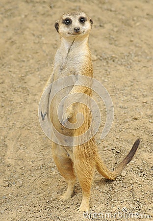 Standing Meerkat Stock Photography - Image: 9688232