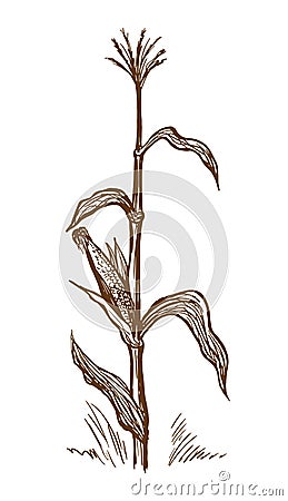 Standing Stalk Of Corn Vector Illustration | CartoonDealer.com #91015610