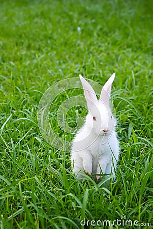Standing White Rabbit On The Grass Stock Photo - Image: 11263250