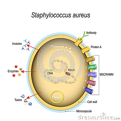 Staphylococcus Aureus Cell Structure And Pathogenic Factors Cartoon ...