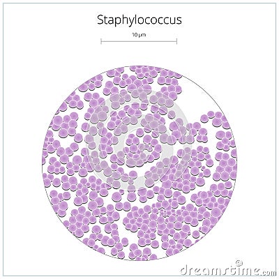 Staphylococcus Bacterium Vector Illustration | CartoonDealer.com #61165818
