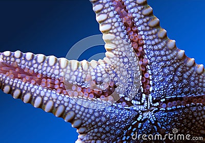 Starfish Royalty Free Stock Photo - Image: 4084985